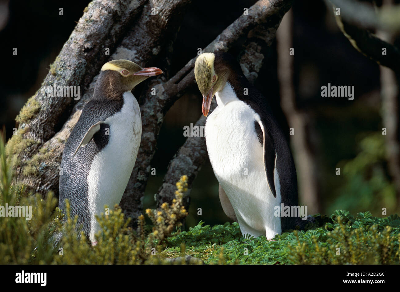 Rata rainforest hi-res stock photography and images - Alamy