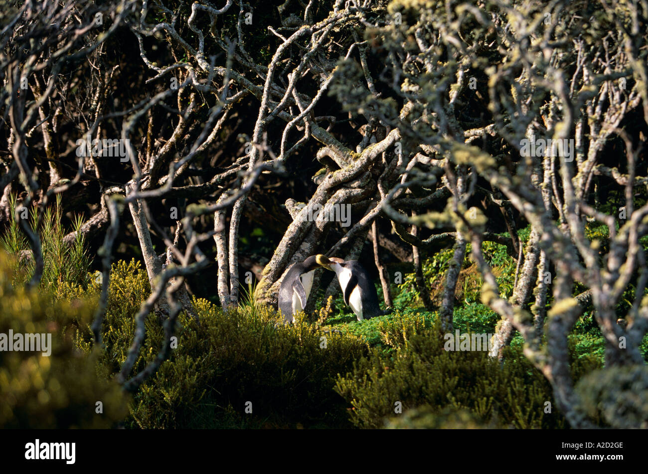 Rata rainforest hi-res stock photography and images - Alamy