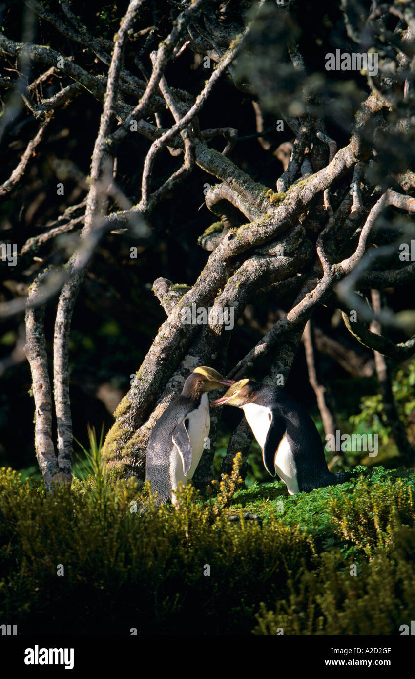 Rata rainforest hi-res stock photography and images - Alamy