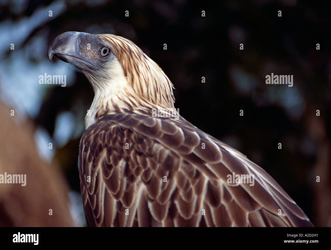 Pithecophaga jefferyi hi-res stock photography and images - Alamy
