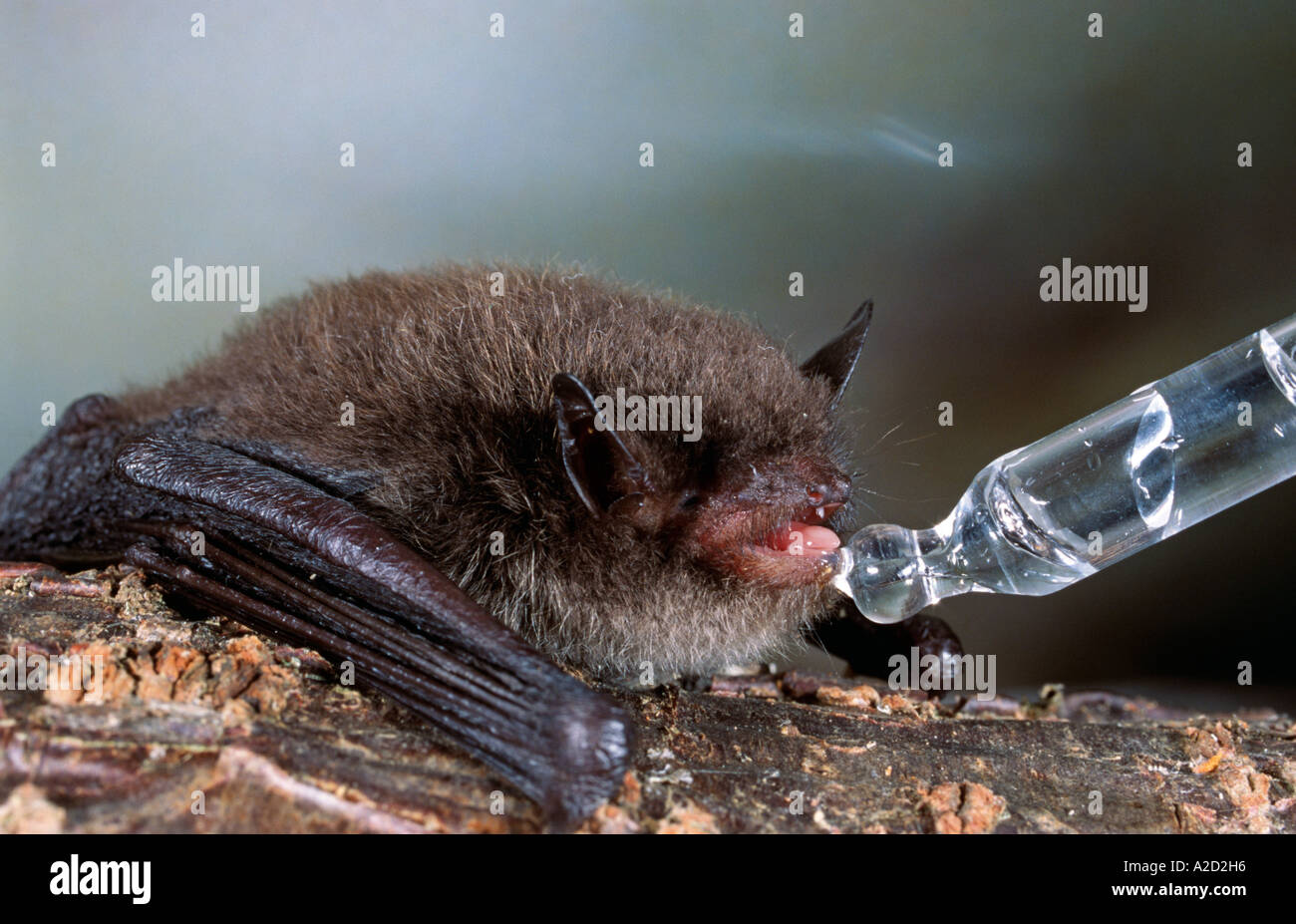Daubentons bat uk hi-res stock photography and images - Alamy