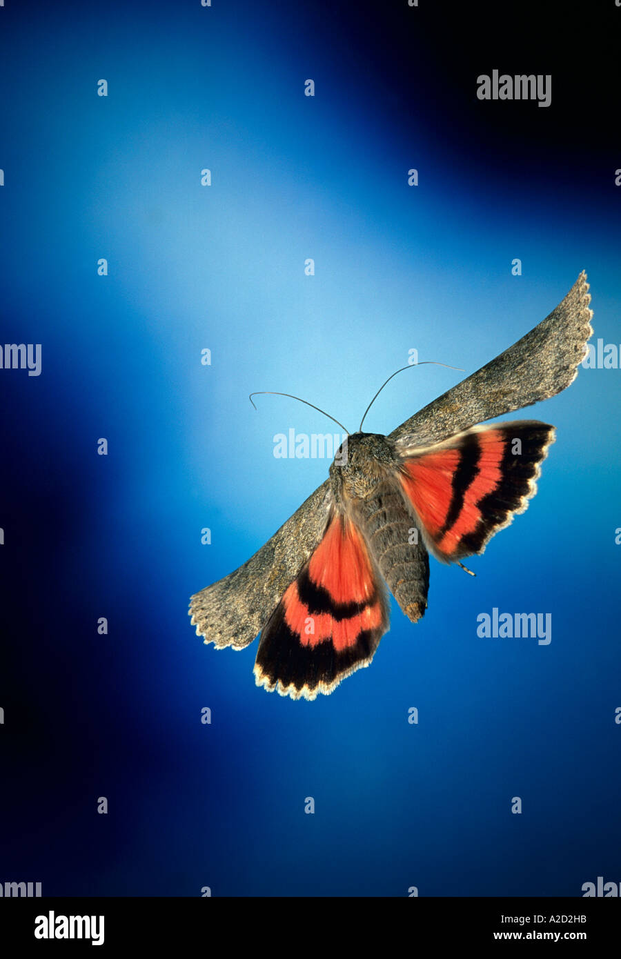 Red Underwing Moths High Resolution Stock Photography and Images - Alamy