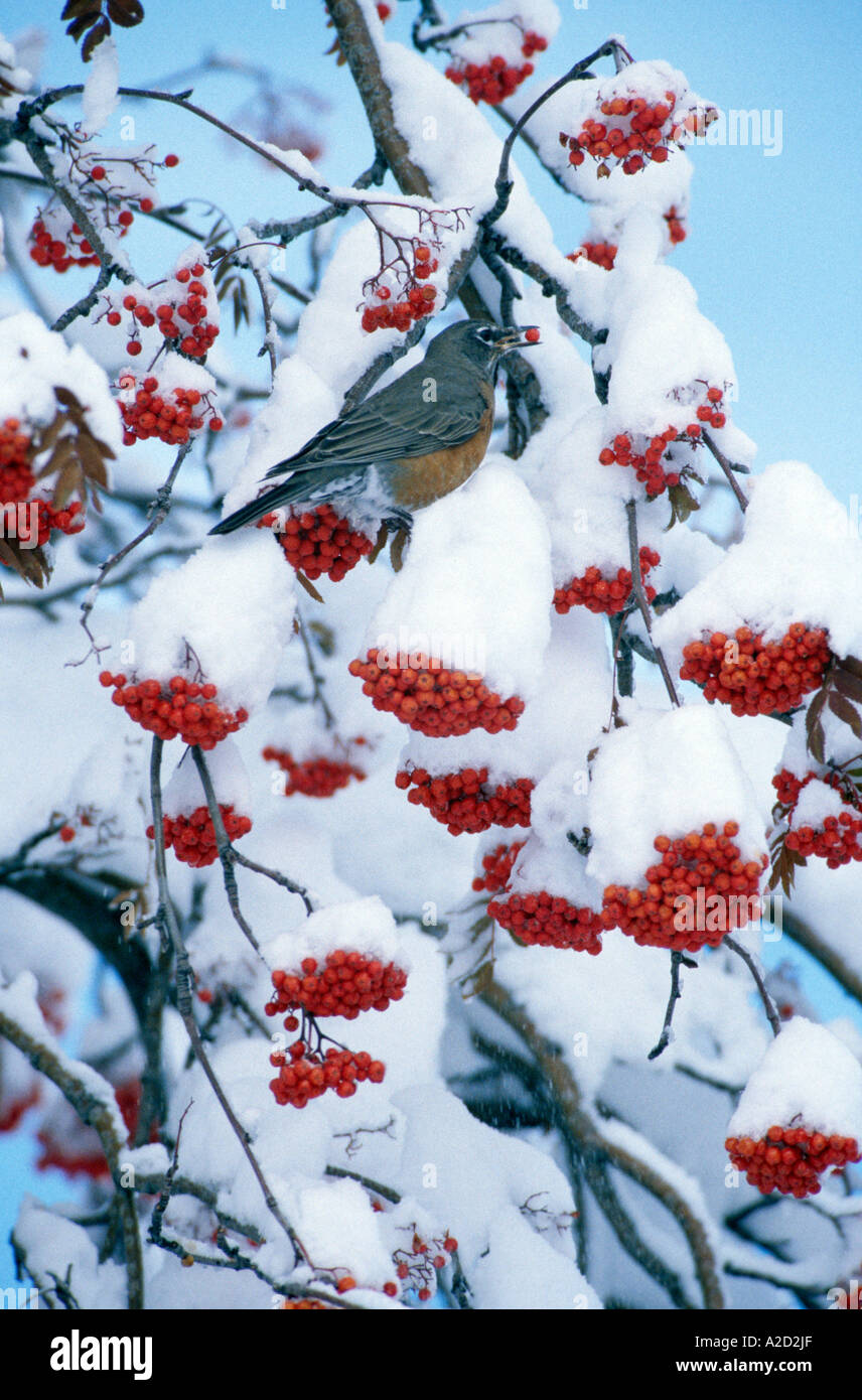 American Robin (Turus migratorius) in Mountain Ash tree, Red Lodge ...