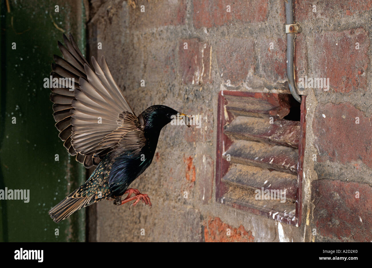 Single starling flight hi-res stock photography and images - Alamy