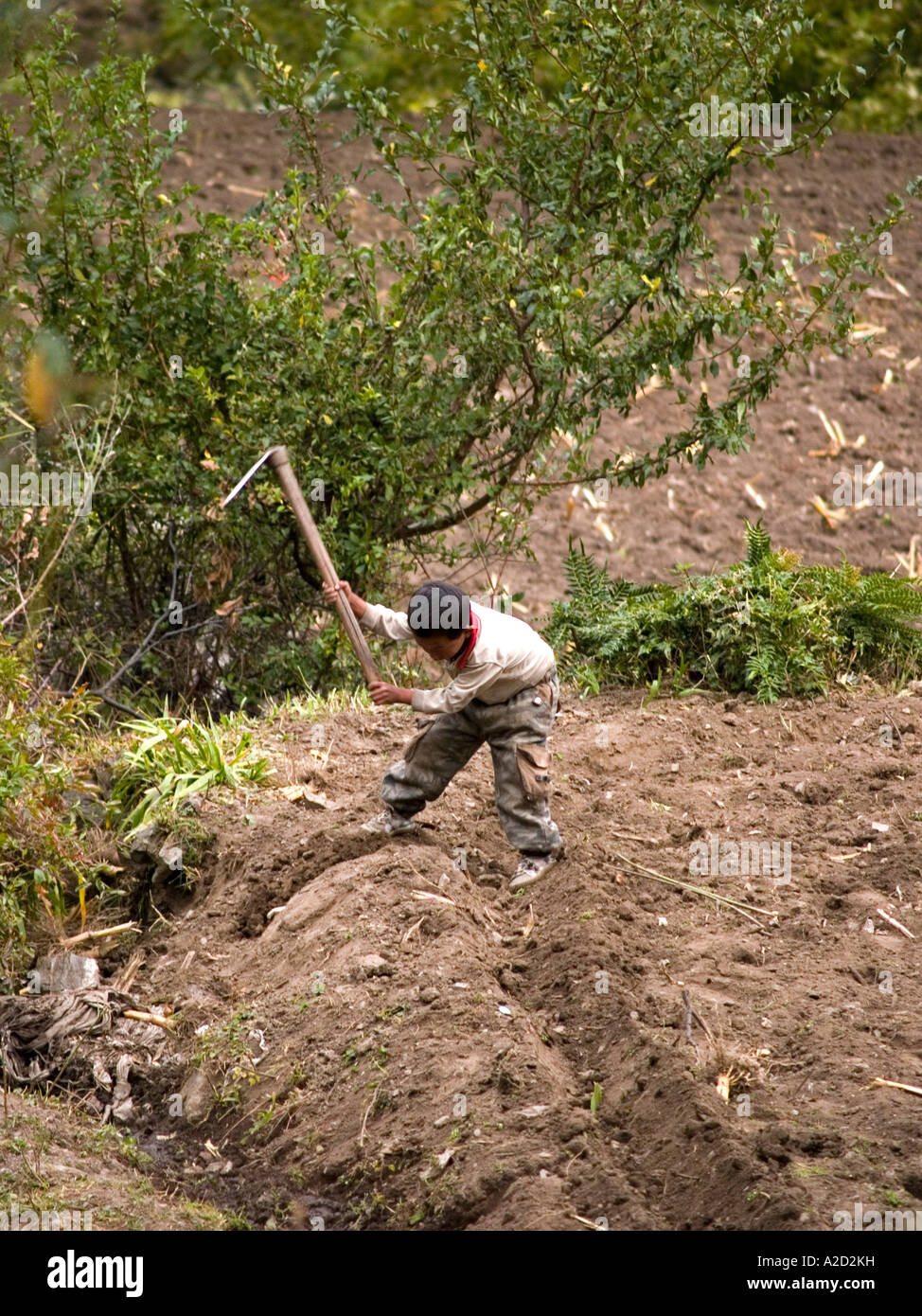 Tibetan boy plowing dirt in his family garden Stock Photo - Alamy