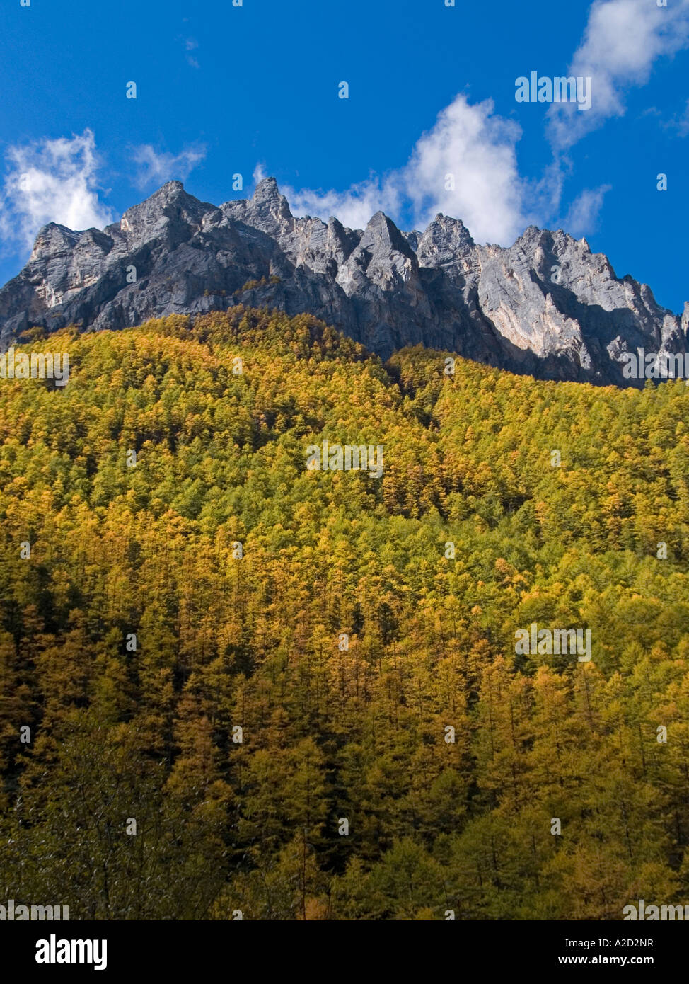 Chinese golden larch hi-res stock photography and images - Alamy