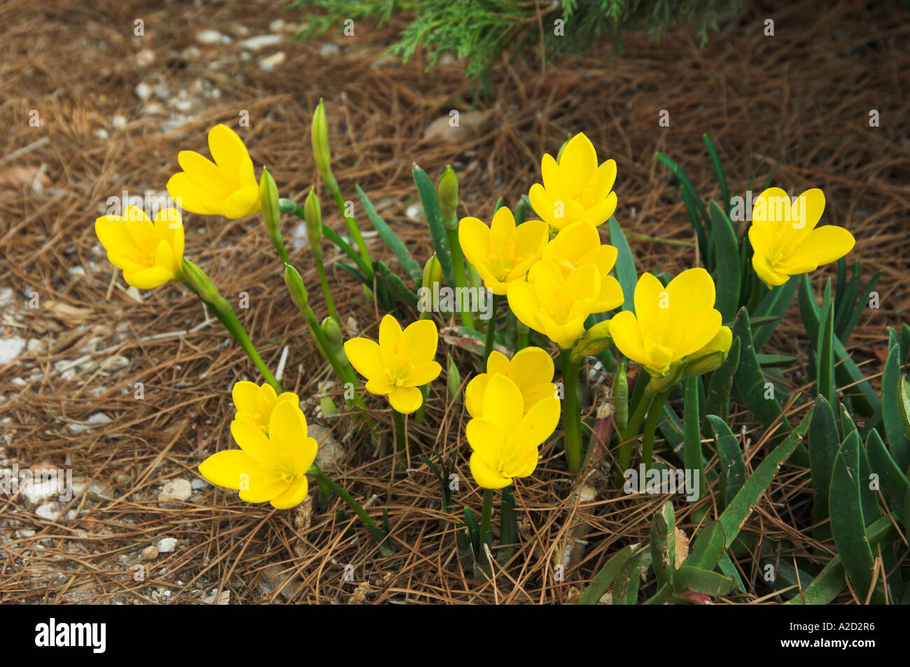 Yellow crocus like flowers on Pigeon Island Kusadasi Turkey Stock Photo ...