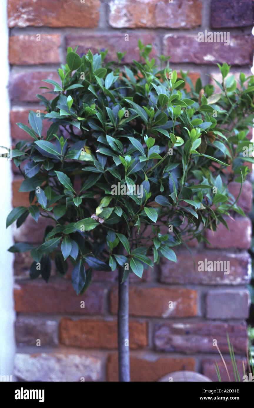 Standard bay hi-res stock photography and images - Alamy