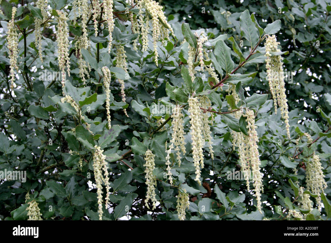 Garrya elliptica catkins hi-res stock photography and images - Alamy