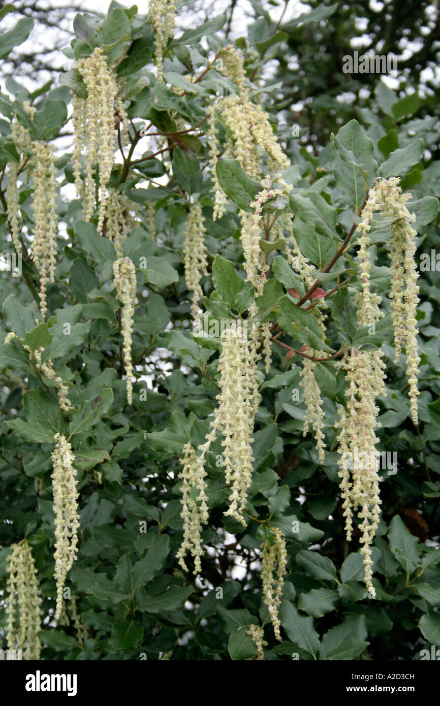 Garrya elliptica catkins hi-res stock photography and images - Alamy
