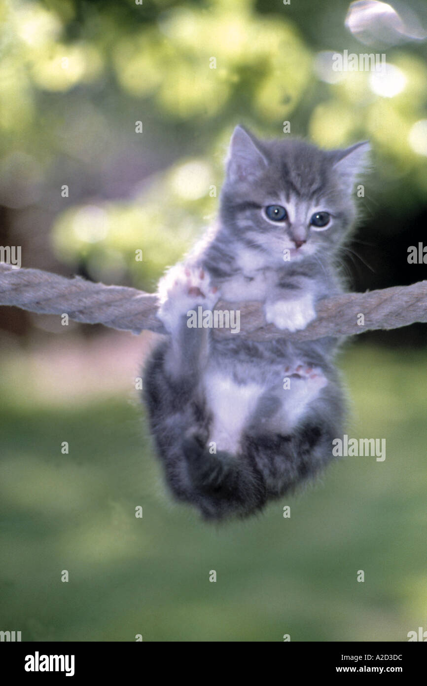 Kittens with string hi-res stock photography and images - Alamy