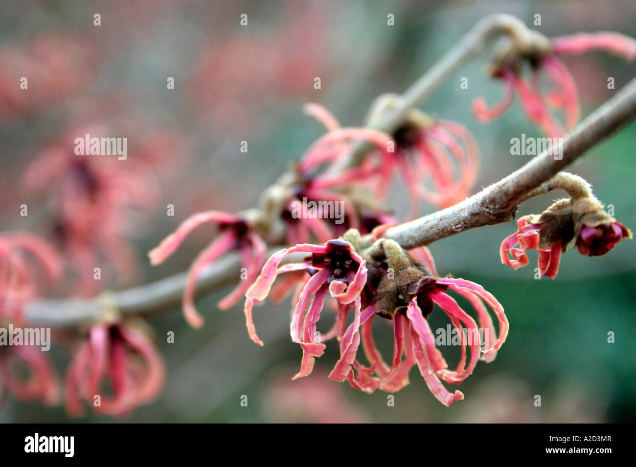 Hamamelis x intermedia Ruby Glow Stock Photo - Alamy