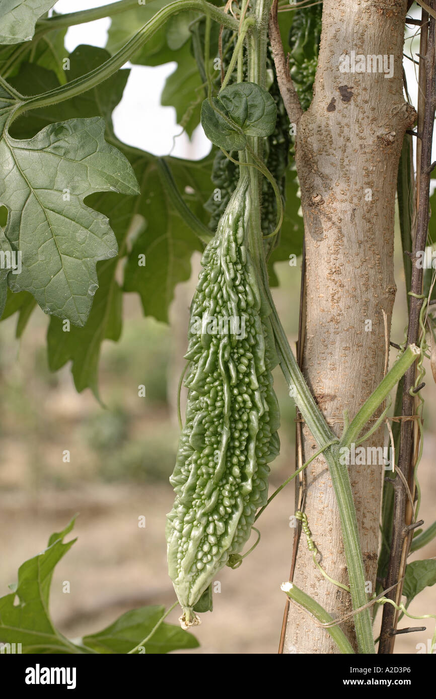 HPA76856 One bitter gourd green vegetable hanging from tree growing in ...