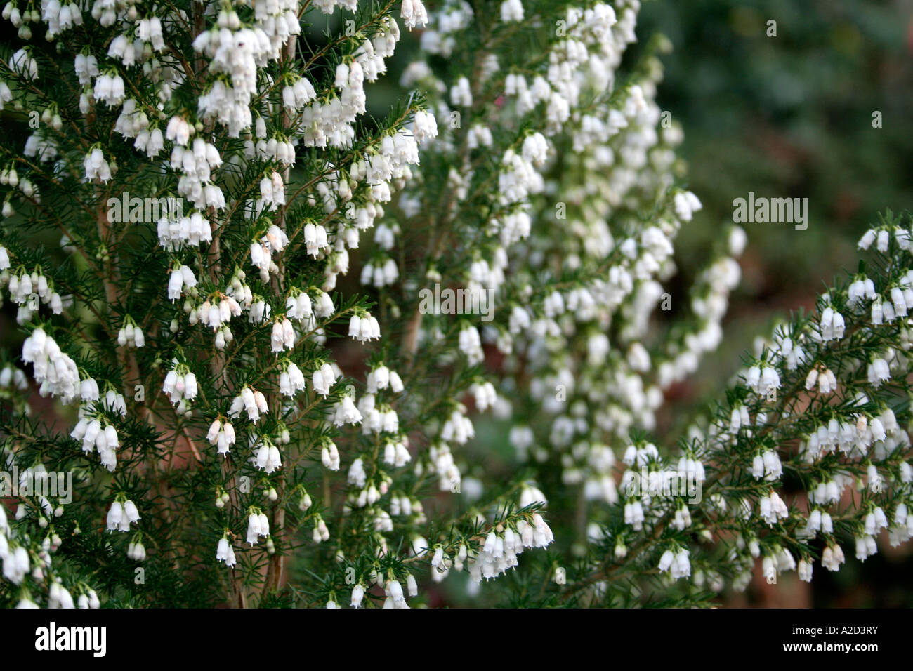 Erica arborea alpina hi-res stock photography and images - Alamy