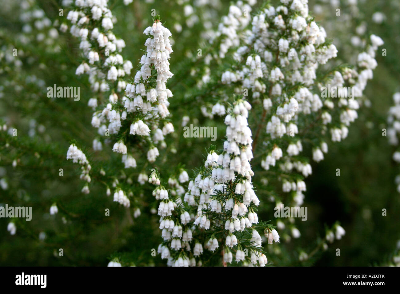 Erica arborea alpina Stock Photo - Alamy