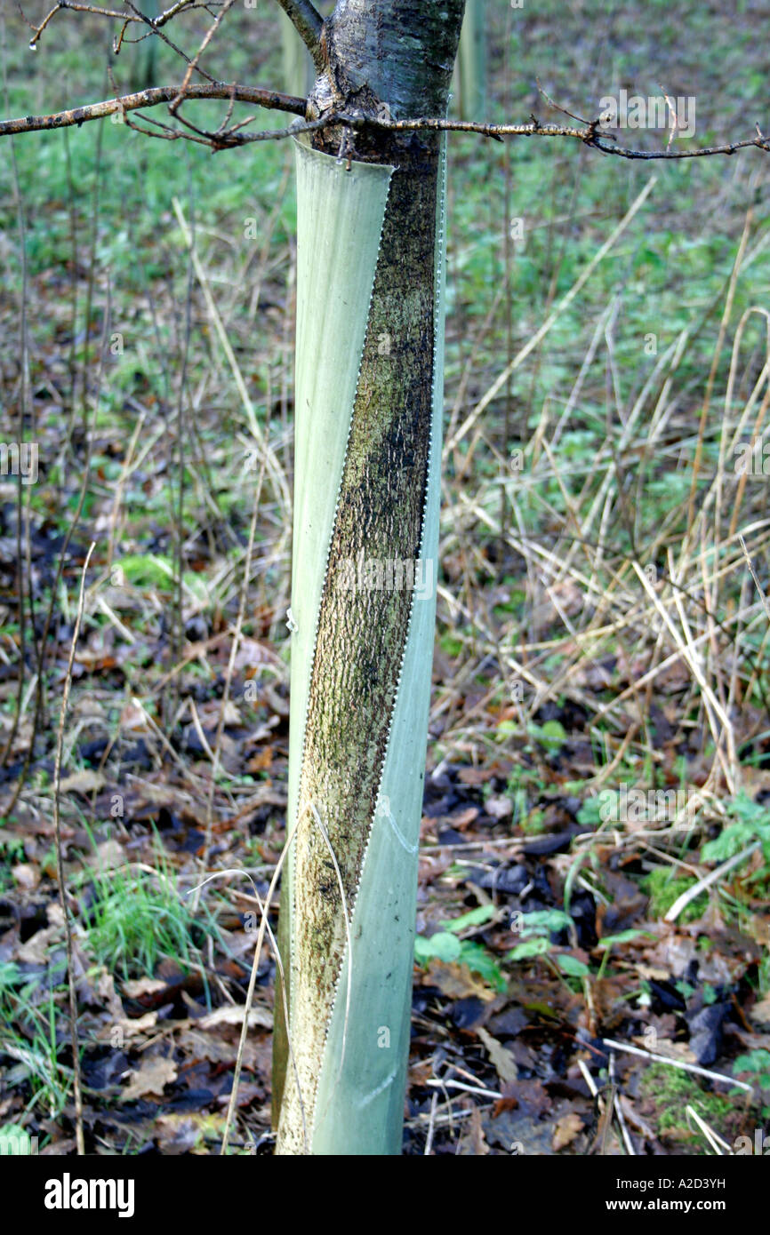 Tree tubes are designed to tear open as tree girth increases shown on ...