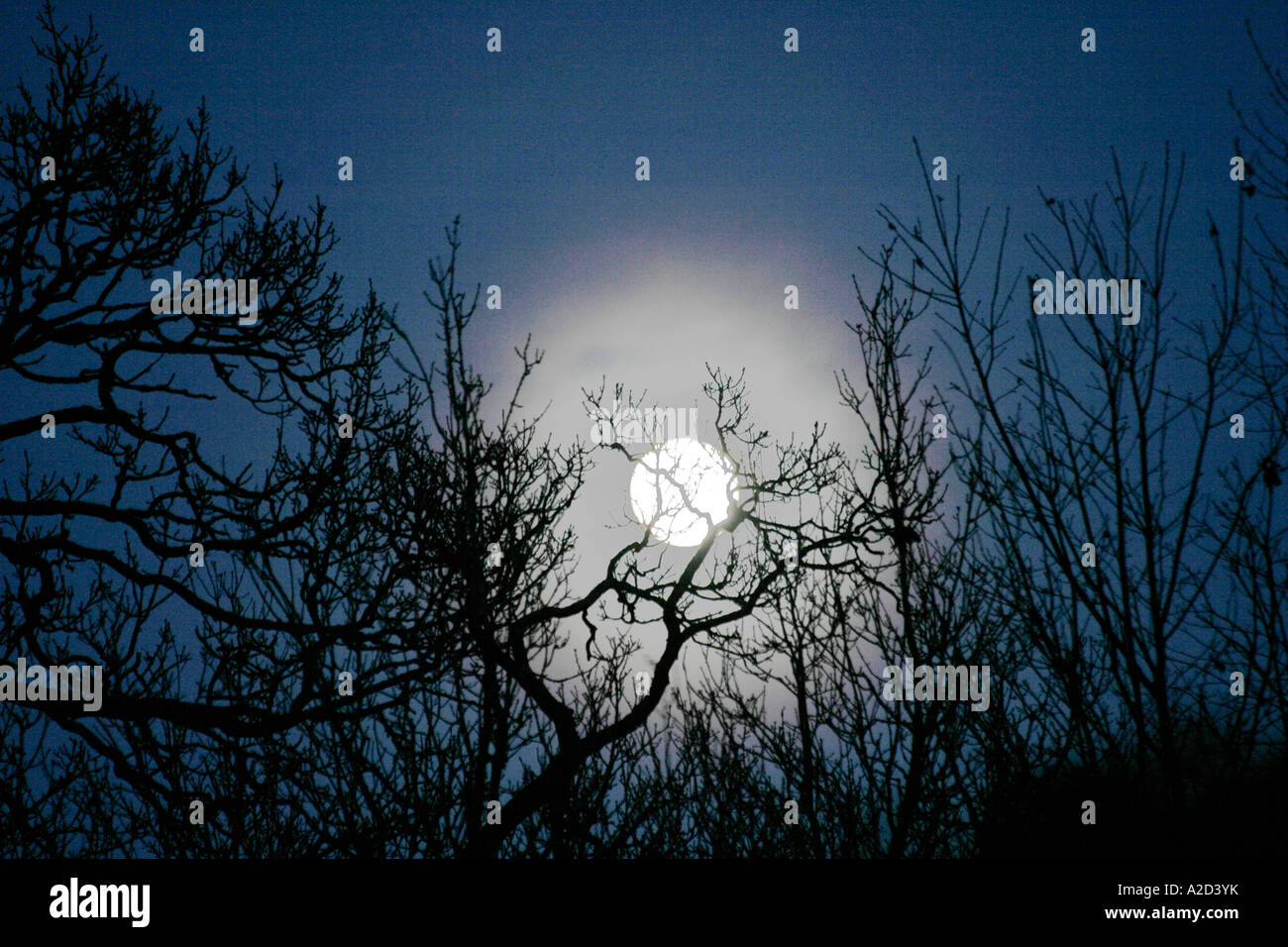 Rising wolf hi-res stock photography and images - Alamy