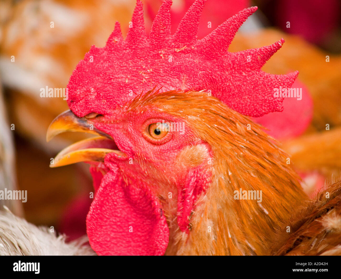 rooster closeup Dali China Stock Photo - Alamy