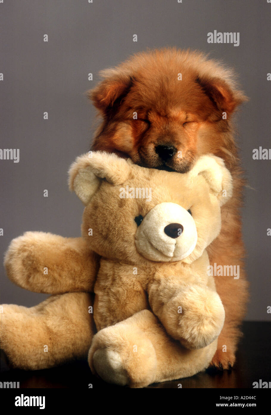 puppy teddy bear Stock Photo - Alamy