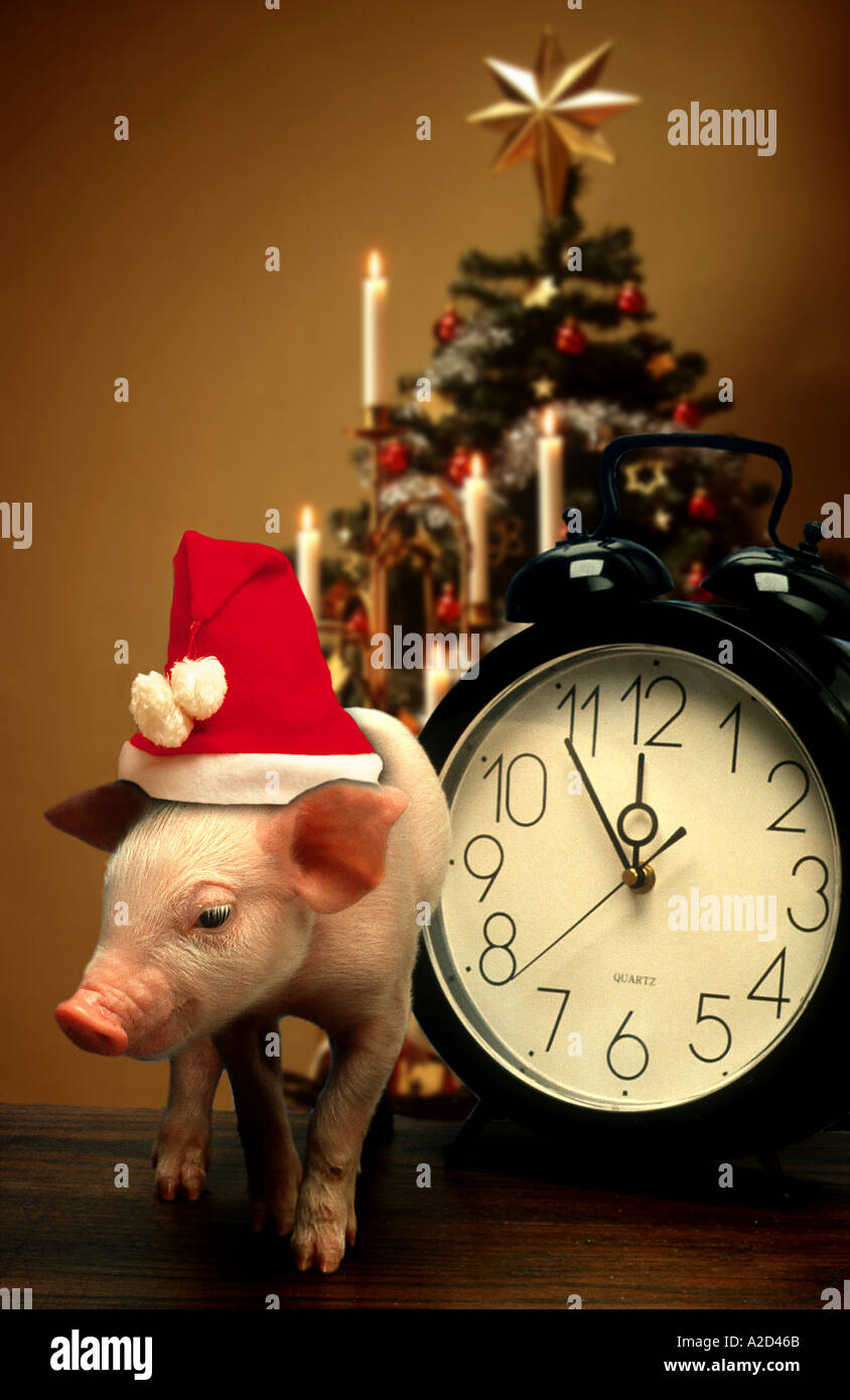 christmas pig santa claus Stock Photo - Alamy
