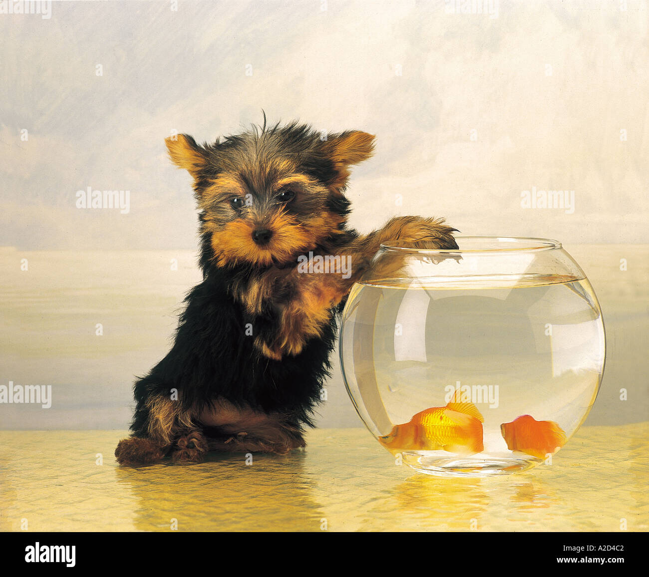fish with puppy Stock Photo - Alamy