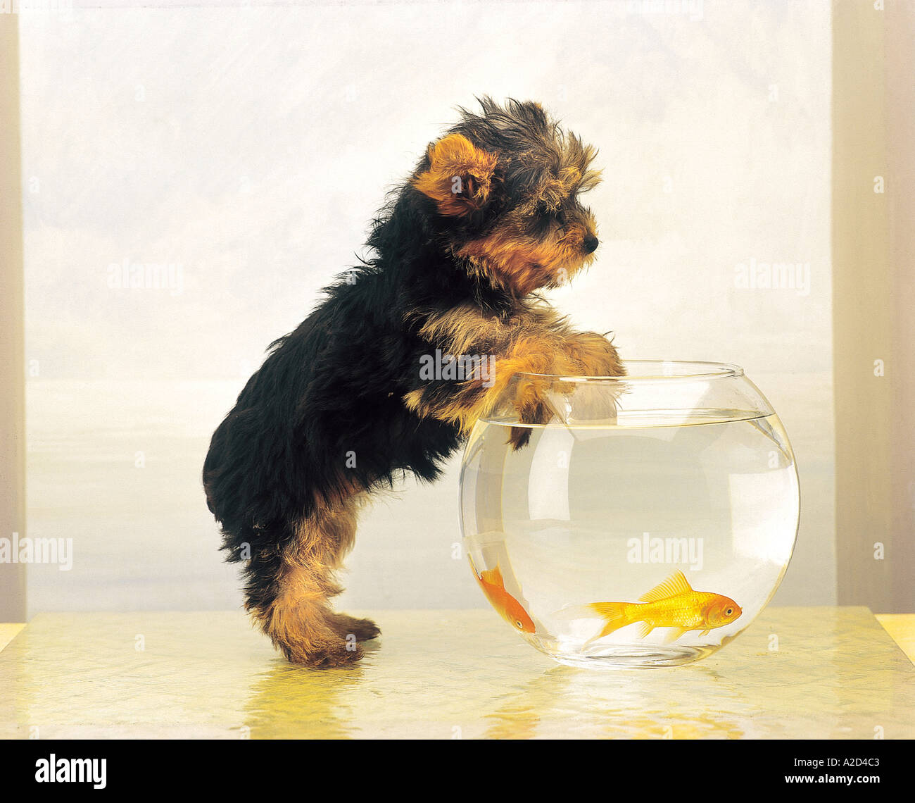 fish with puppy home Stock Photo - Alamy