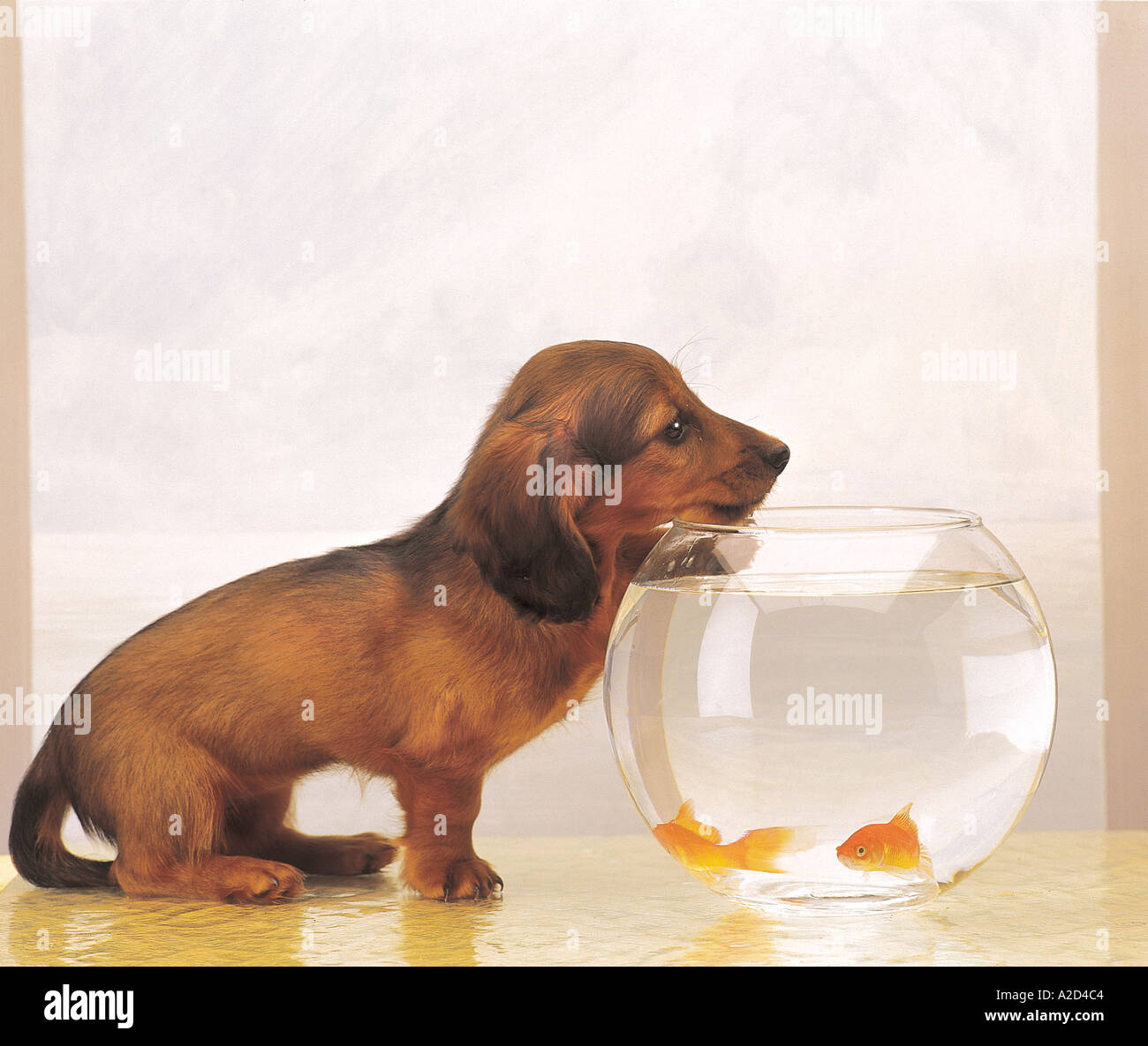 fish with puppy Stock Photo - Alamy