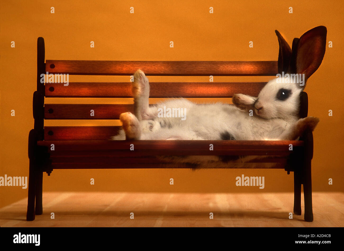 rabbit on a bench Stock Photo - Alamy