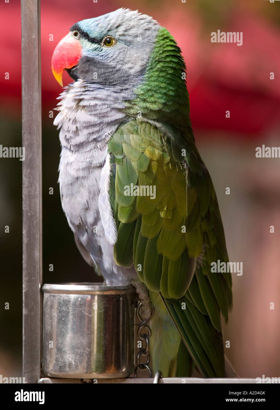 Parrot on a perch hi-res stock photography and images - Alamy