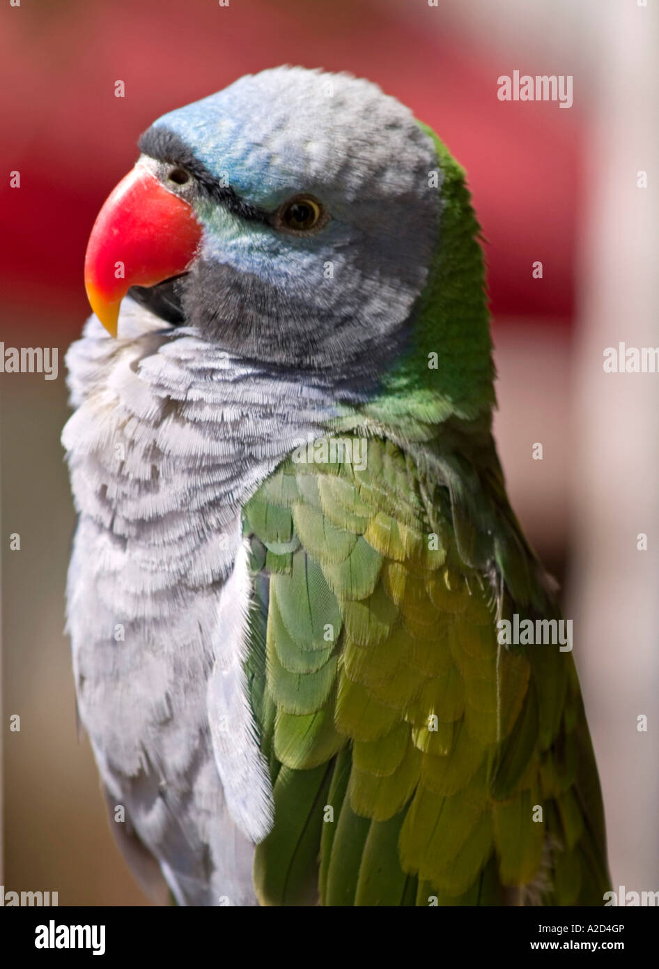 parrot closeup Lijiang China Stock Photo - Alamy