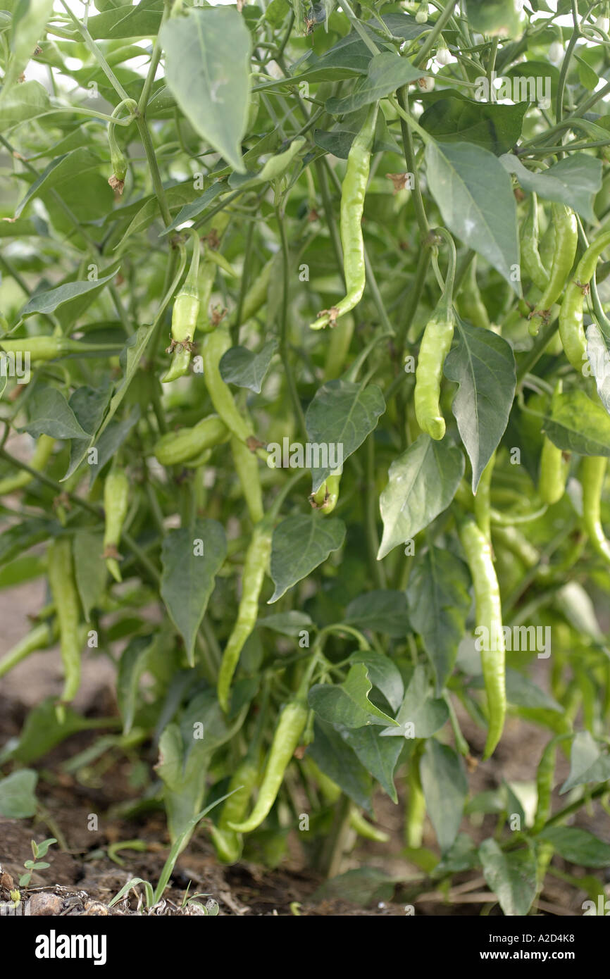 HPA76871 Spices Green Chillies hanging from tree growing in the fields ...