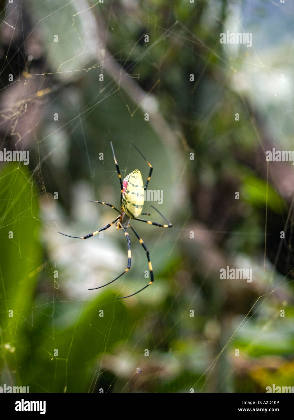 Spider on web china hi-res stock photography and images - Alamy