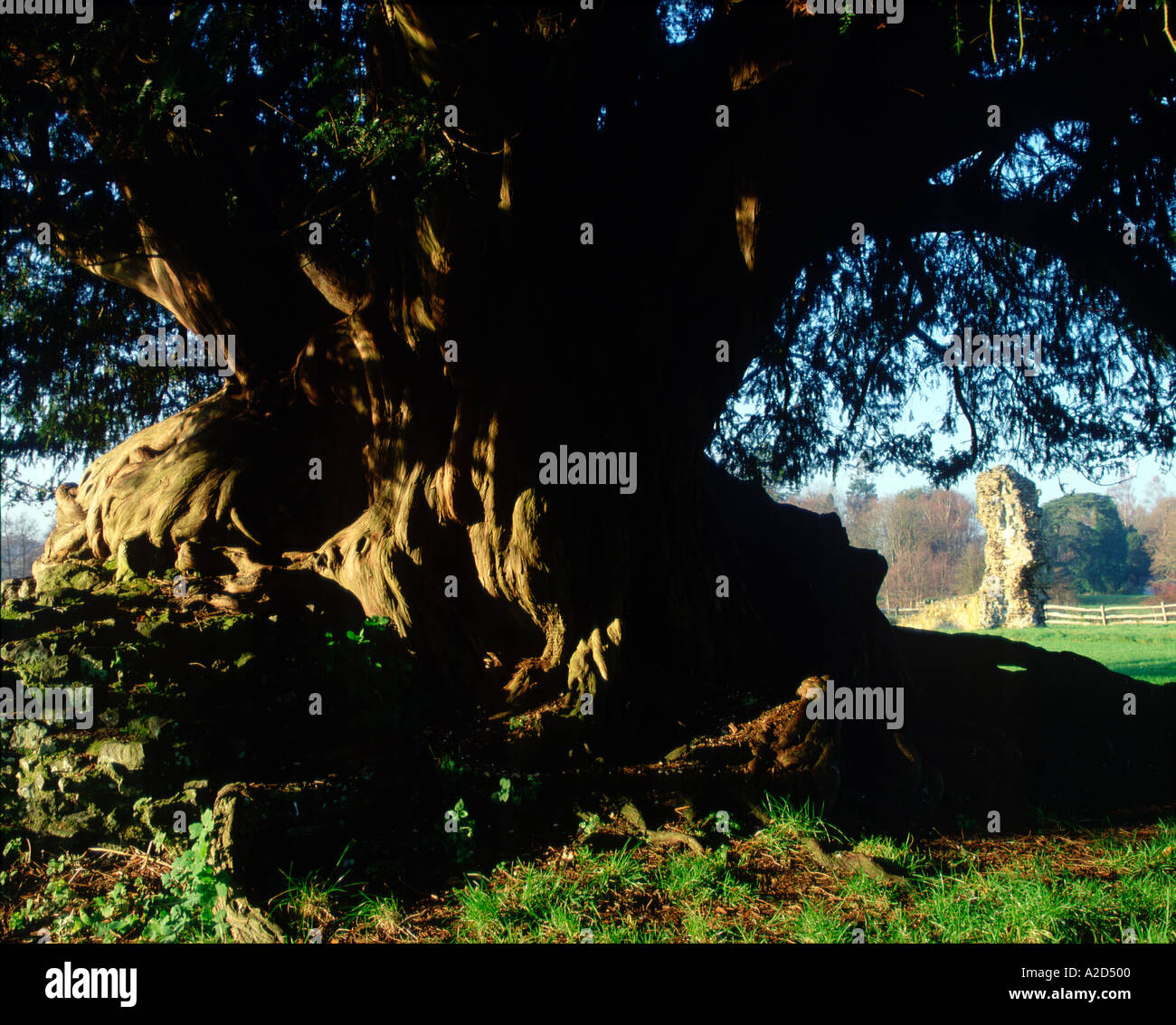 Waverley abbey tree hi-res stock photography and images - Alamy