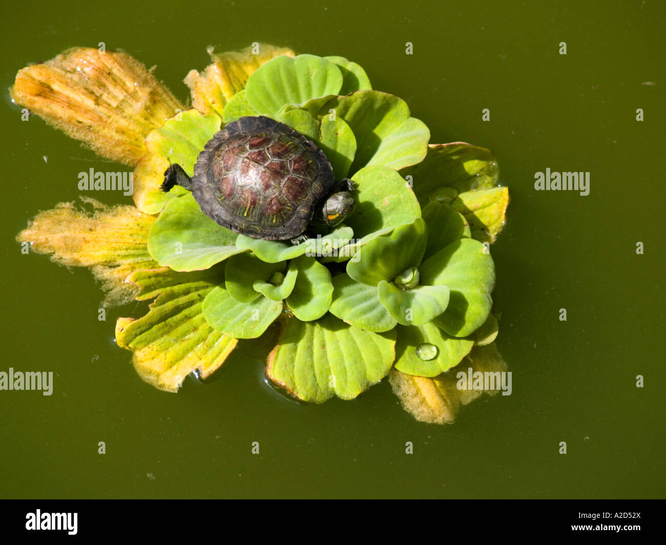 turtle riding on leaves at a Taoist temple in Kunming China Stock Photo ...