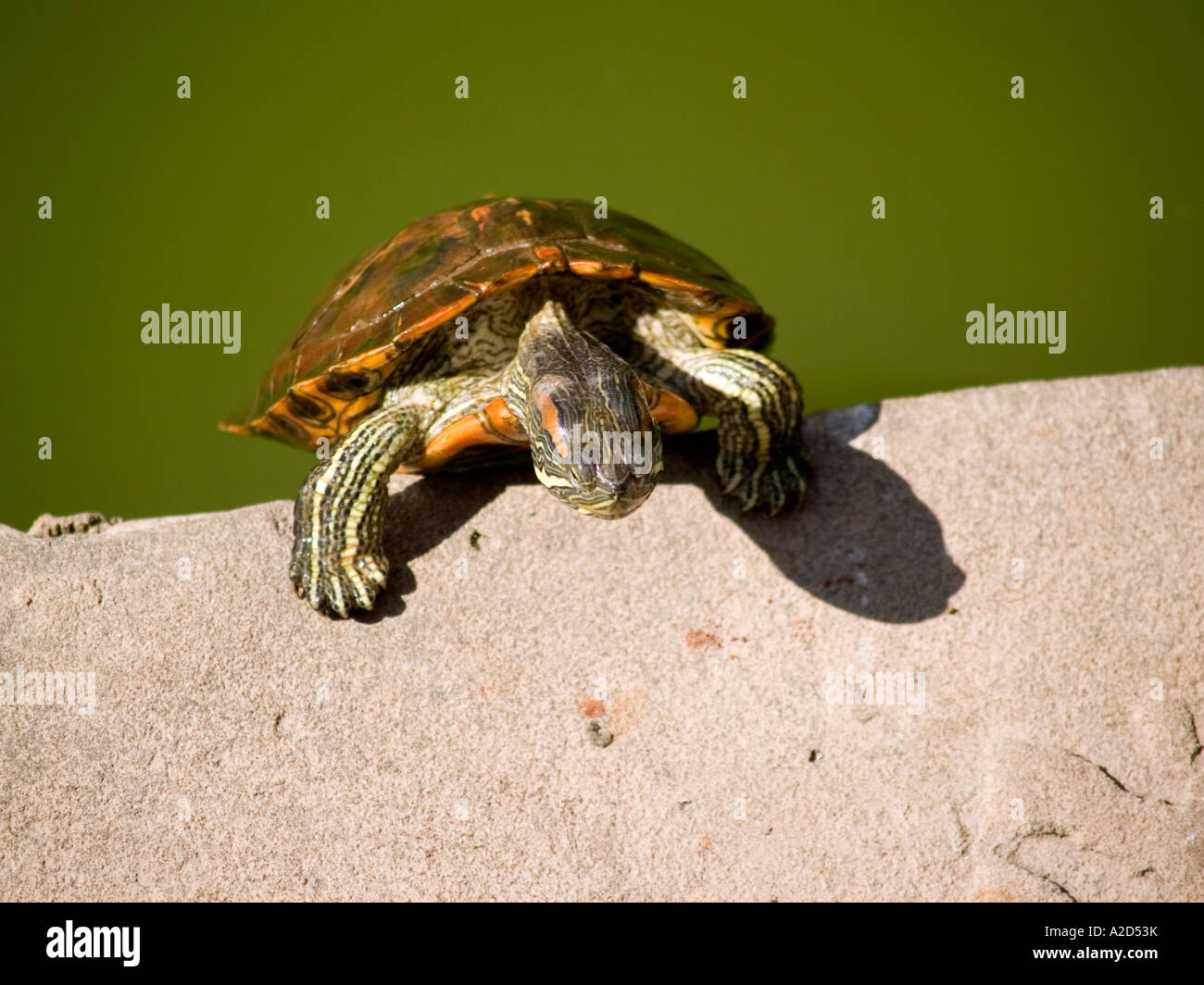 Temple of the tortoises hi-res stock photography and images - Alamy