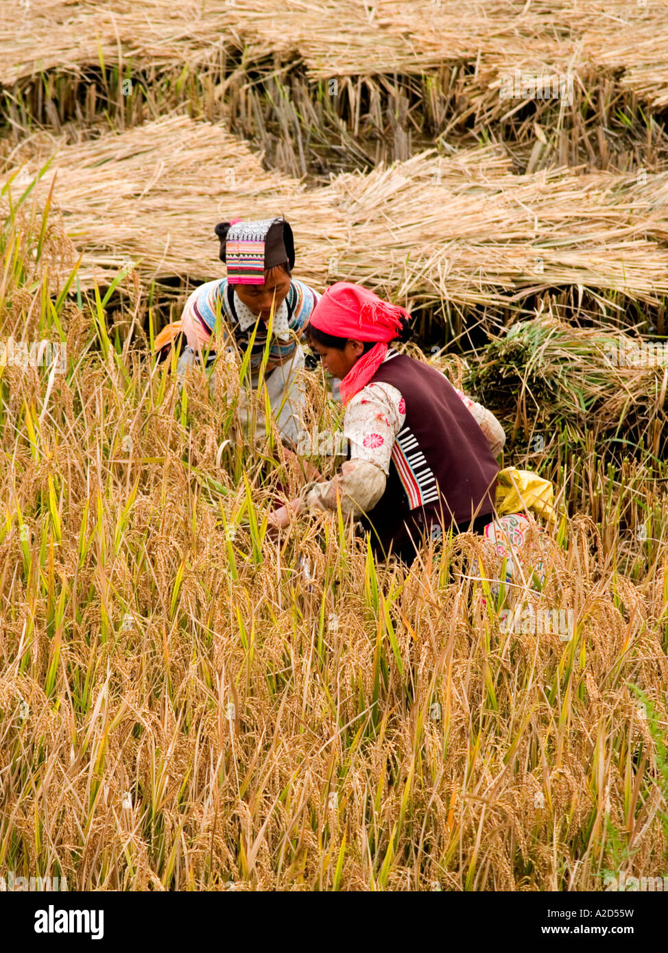Hani minority women at work in the rice fields Yunnan China Stock Photo ...