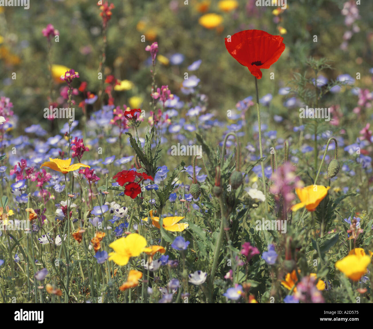 A summertime field of wild flowers near Yokohama, in Japan Stock Photo ...