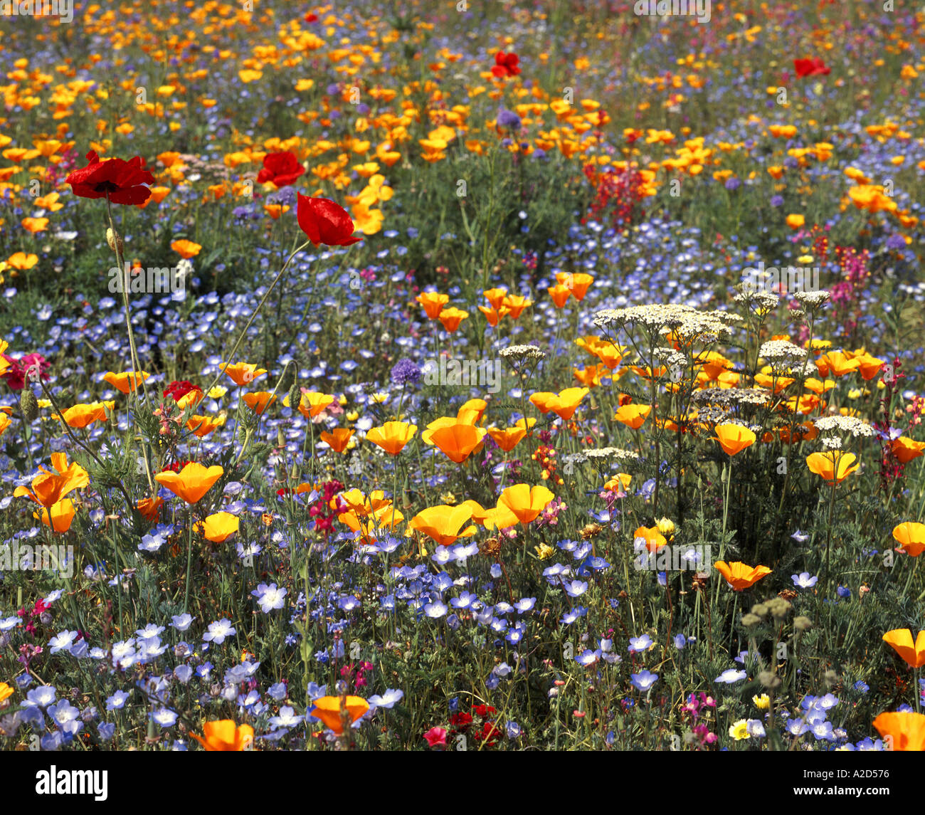 A summertime field of wild flowers near Yokohama, in Japan Stock Photo ...