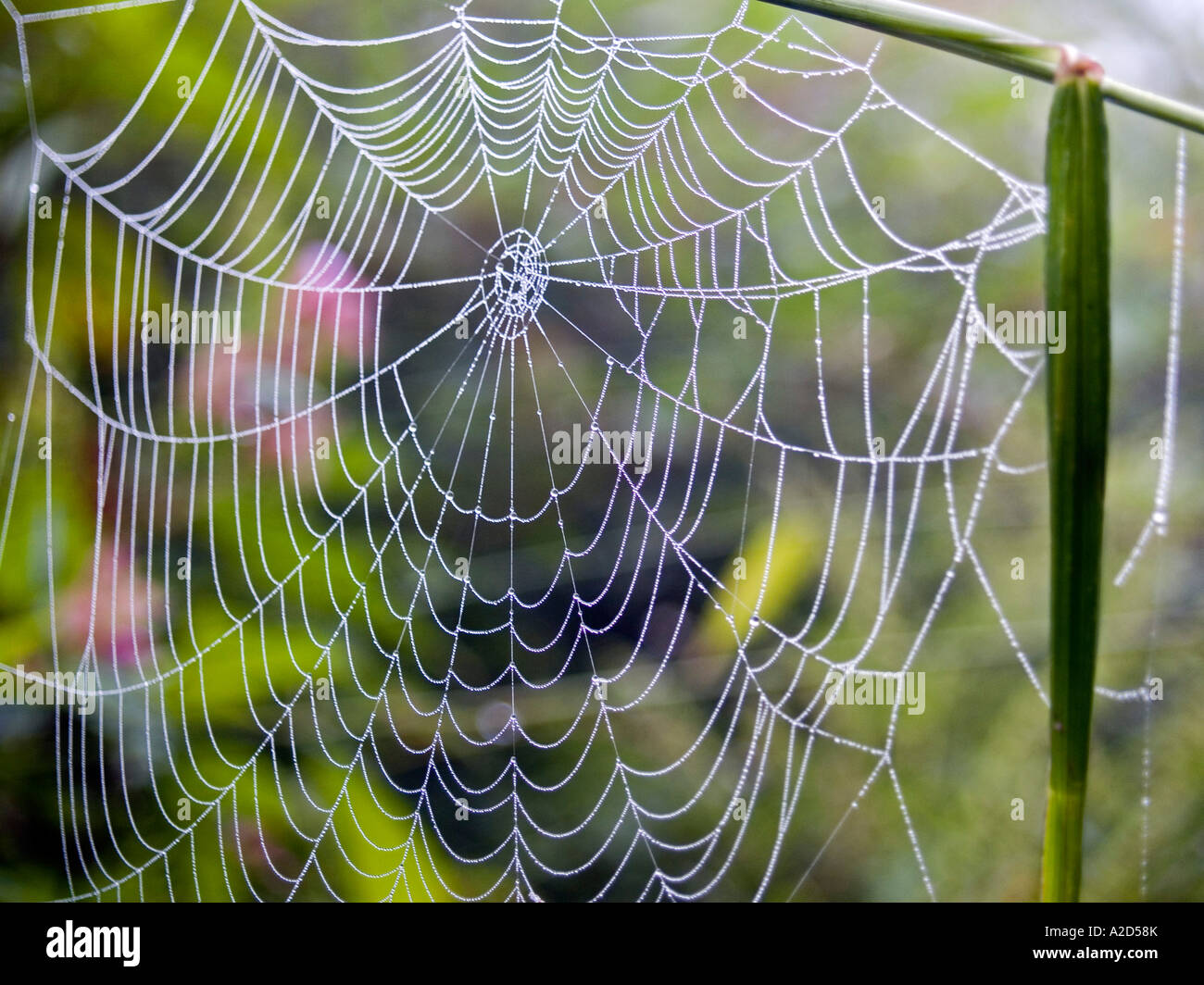 spider web after rain Stock Photo - Alamy