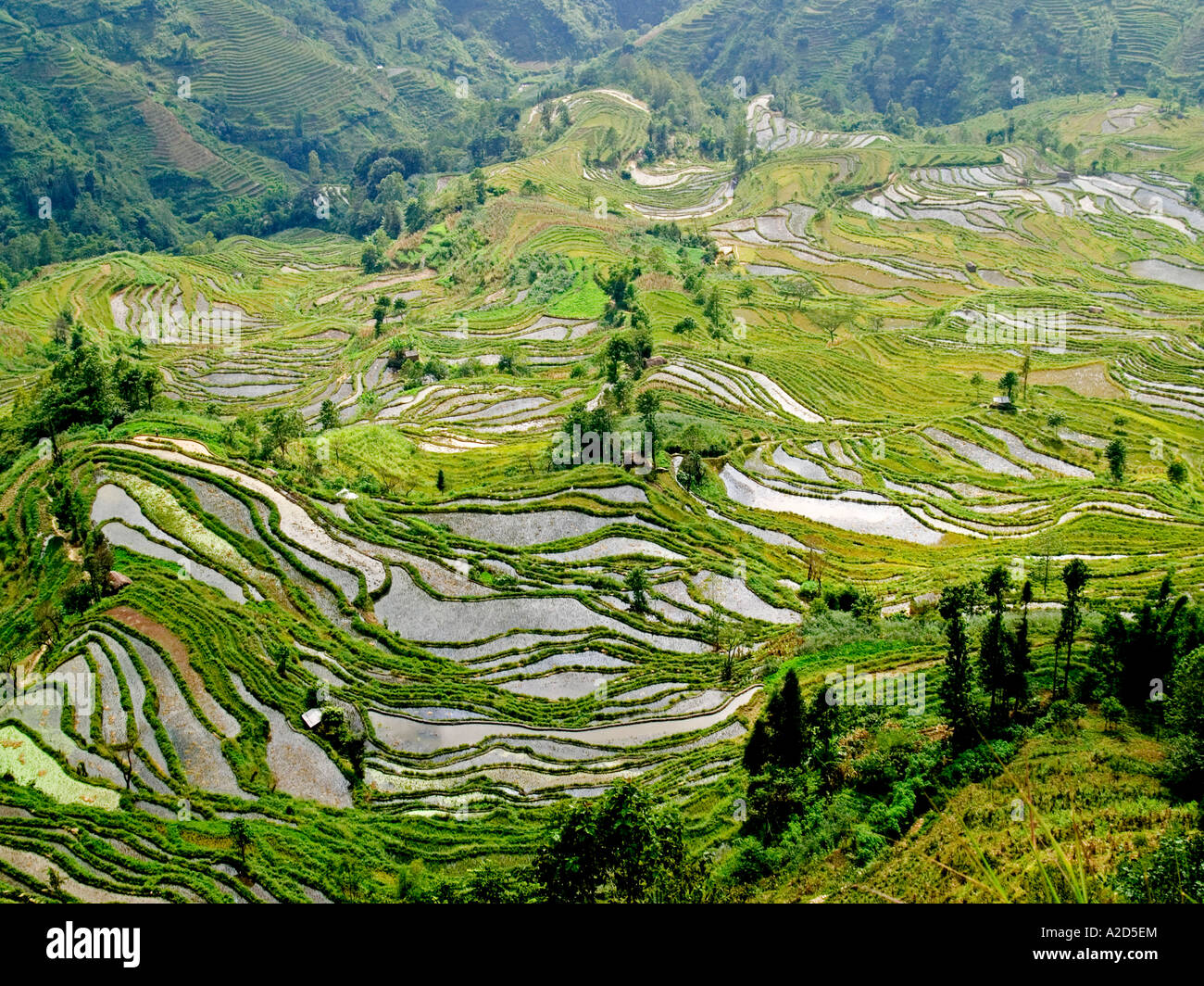 amazing rice terracing Mongpin Yuanyang China Stock Photo - Alamy