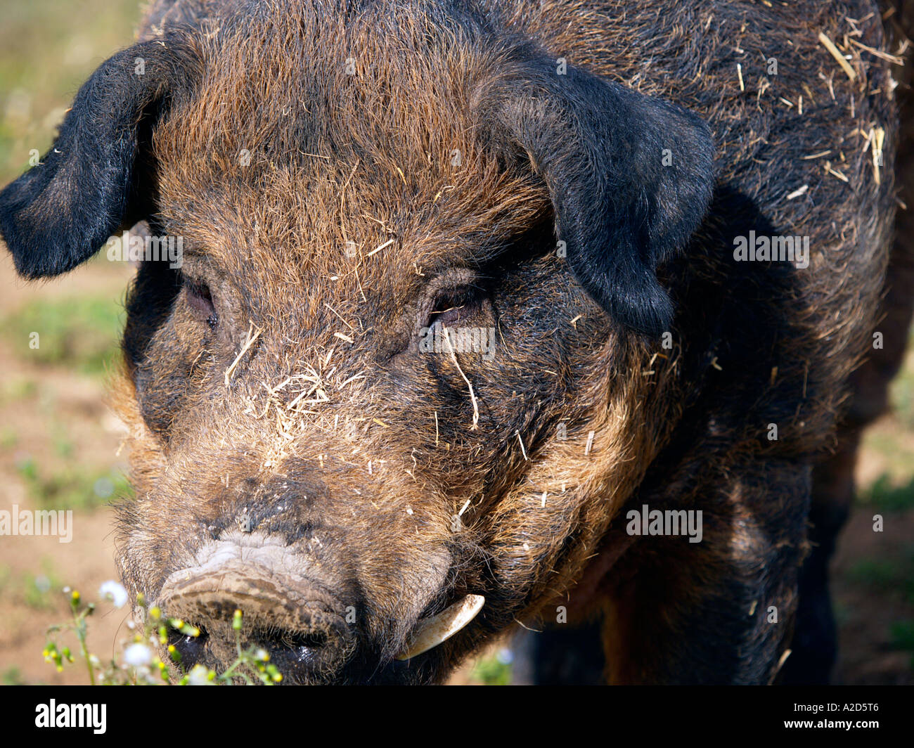 Great boars head hi-res stock photography and images - Alamy