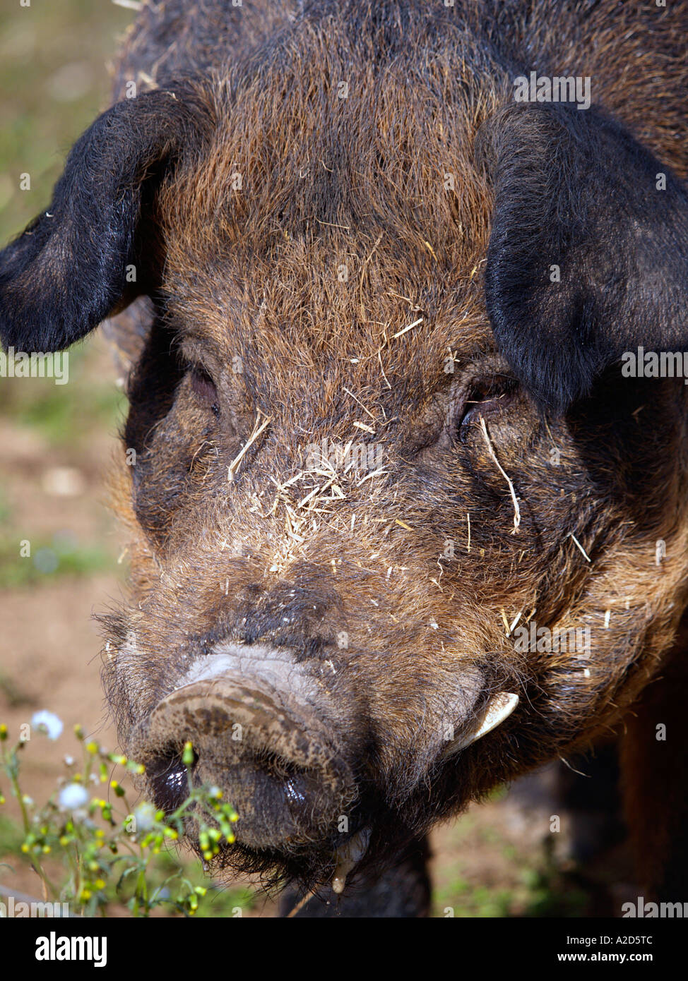 Close-up of boars head, Hampshire, England Stock Photo - Alamy