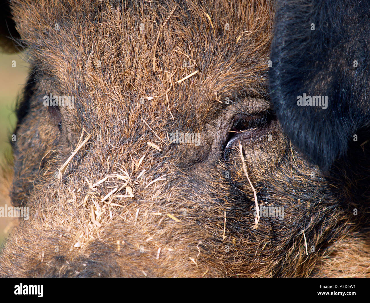 Great boars head hi-res stock photography and images - Alamy