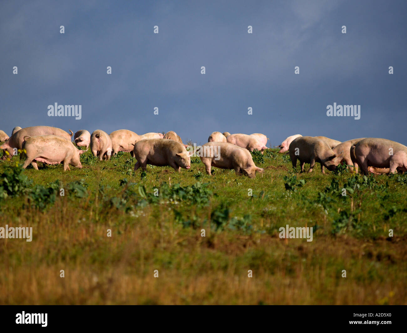 Pigs outdoors, Hampshire, England Stock Photo - Alamy