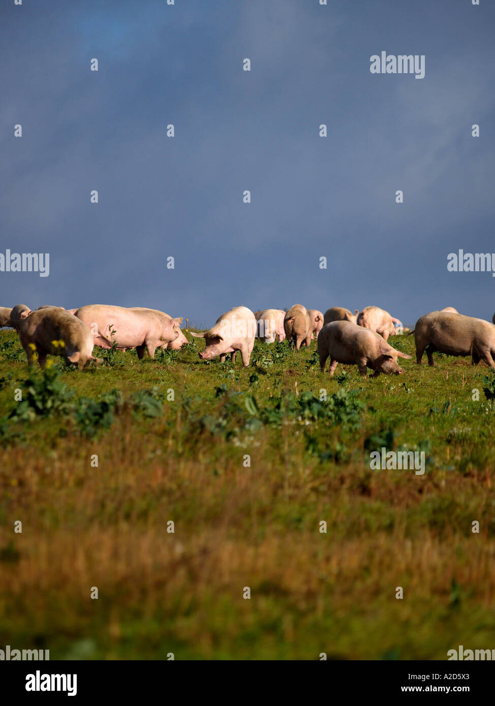 Hampshire hog hi-res stock photography and images - Alamy