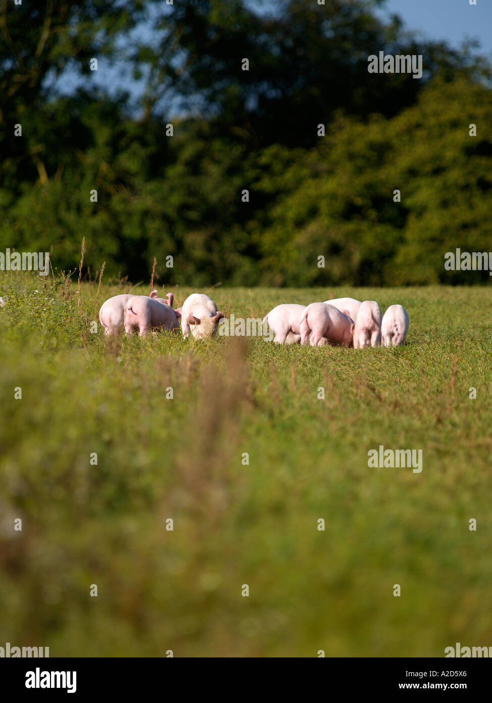Baby piglets playing outdoors, Hampshire, England Stock Photo - Alamy