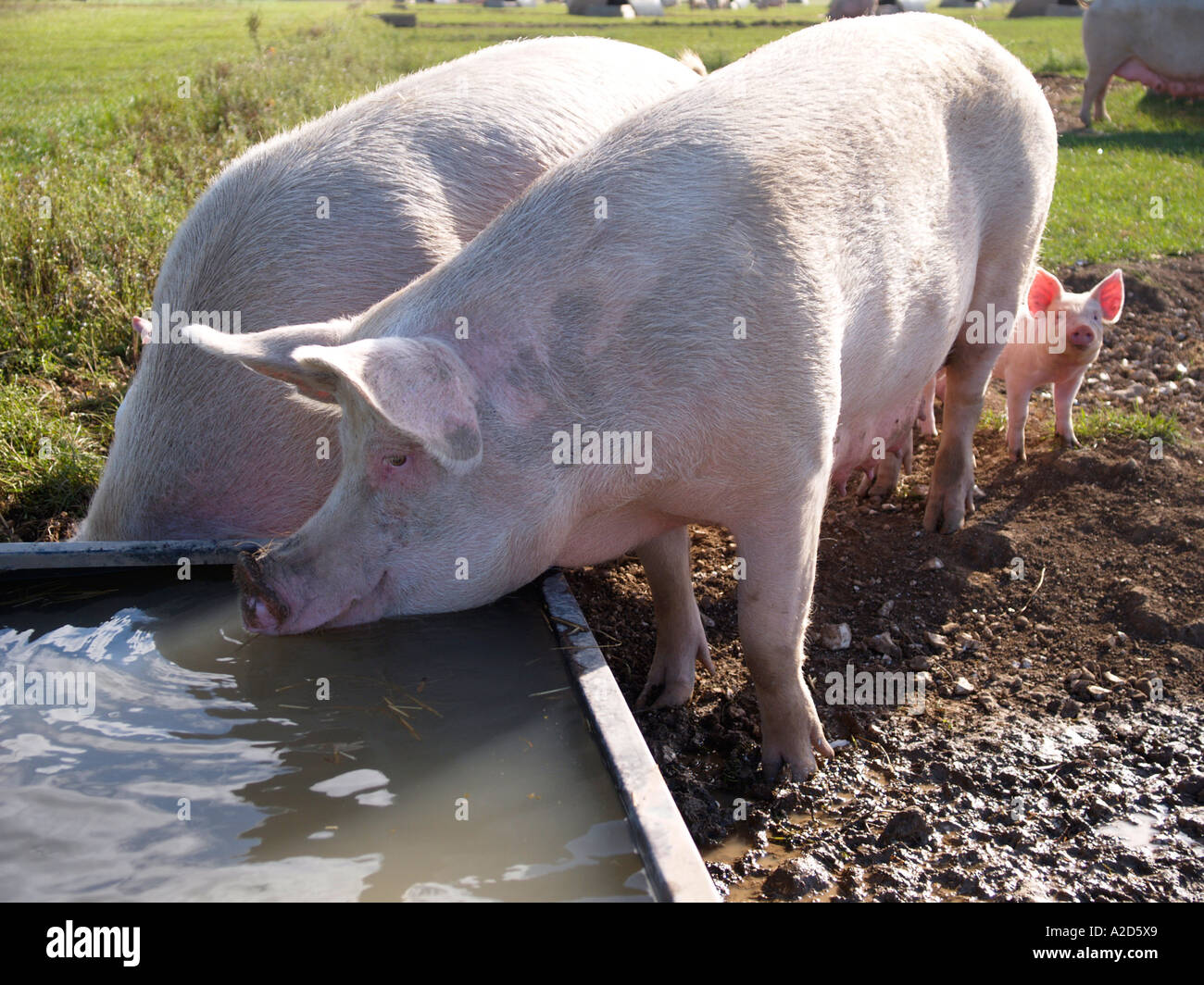 Two sows hi-res stock photography and images - Alamy