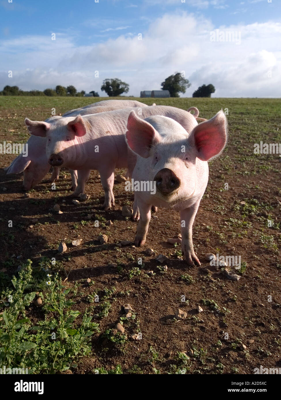 Outdoor pigs in Hampshire, England Stock Photo - Alamy
