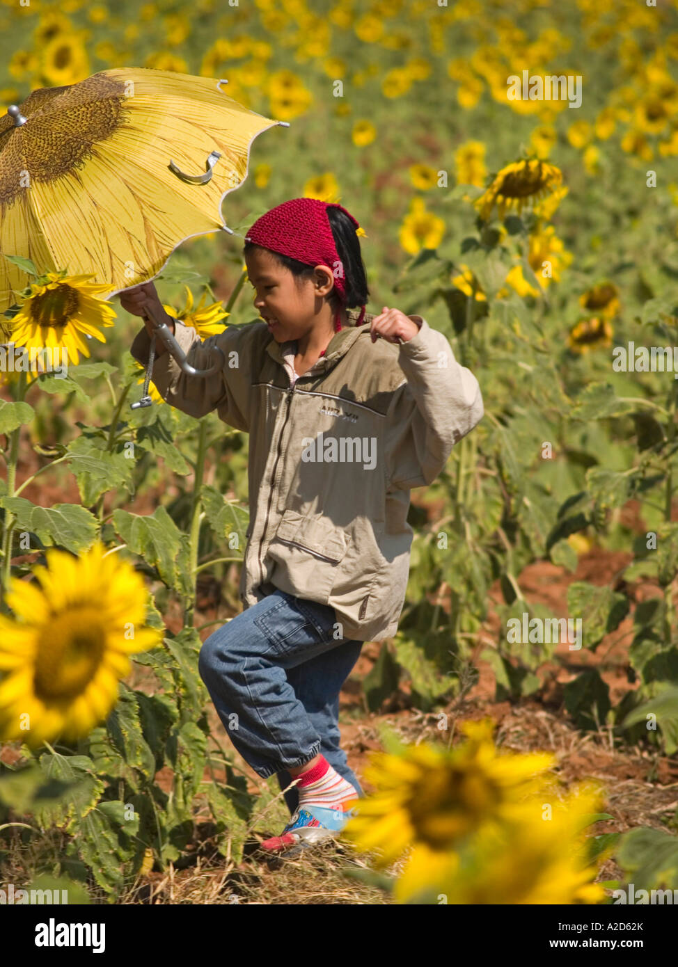 young girl skipping through sunflower field Thailand Stock Photo - Alamy
