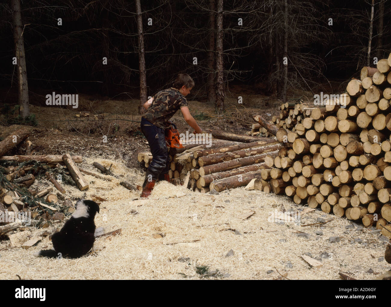 Forestry worker uk hi-res stock photography and images - Alamy